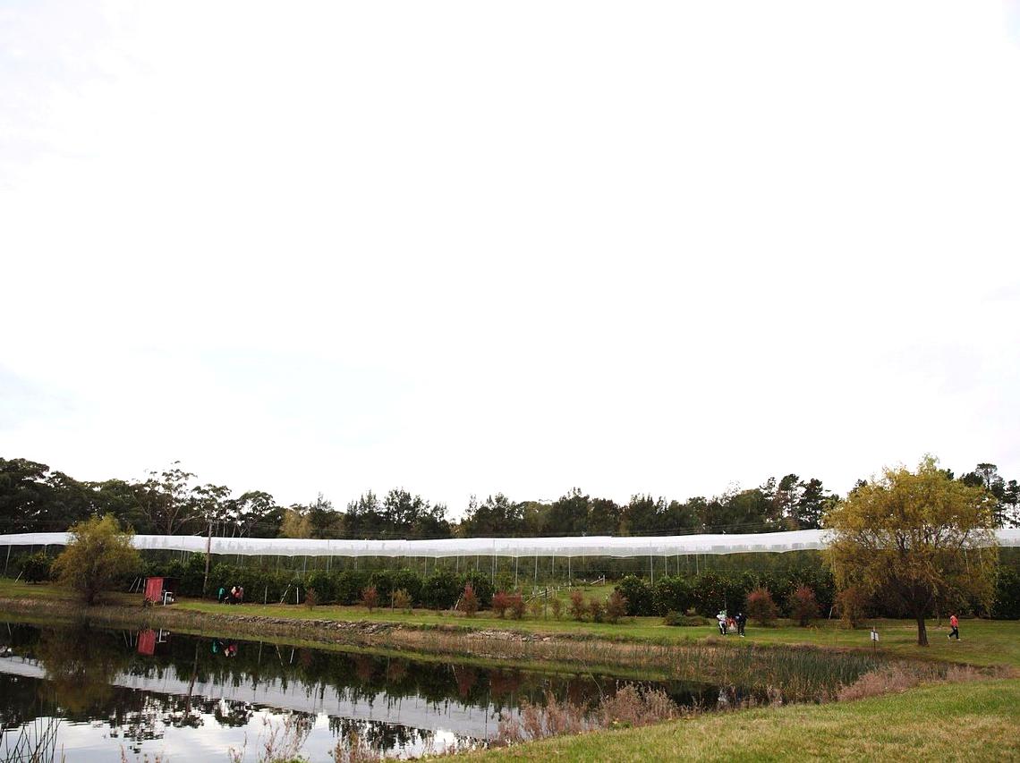 Discover the Beauty of Bilpin Springs: A Guide to Orchards and Farms